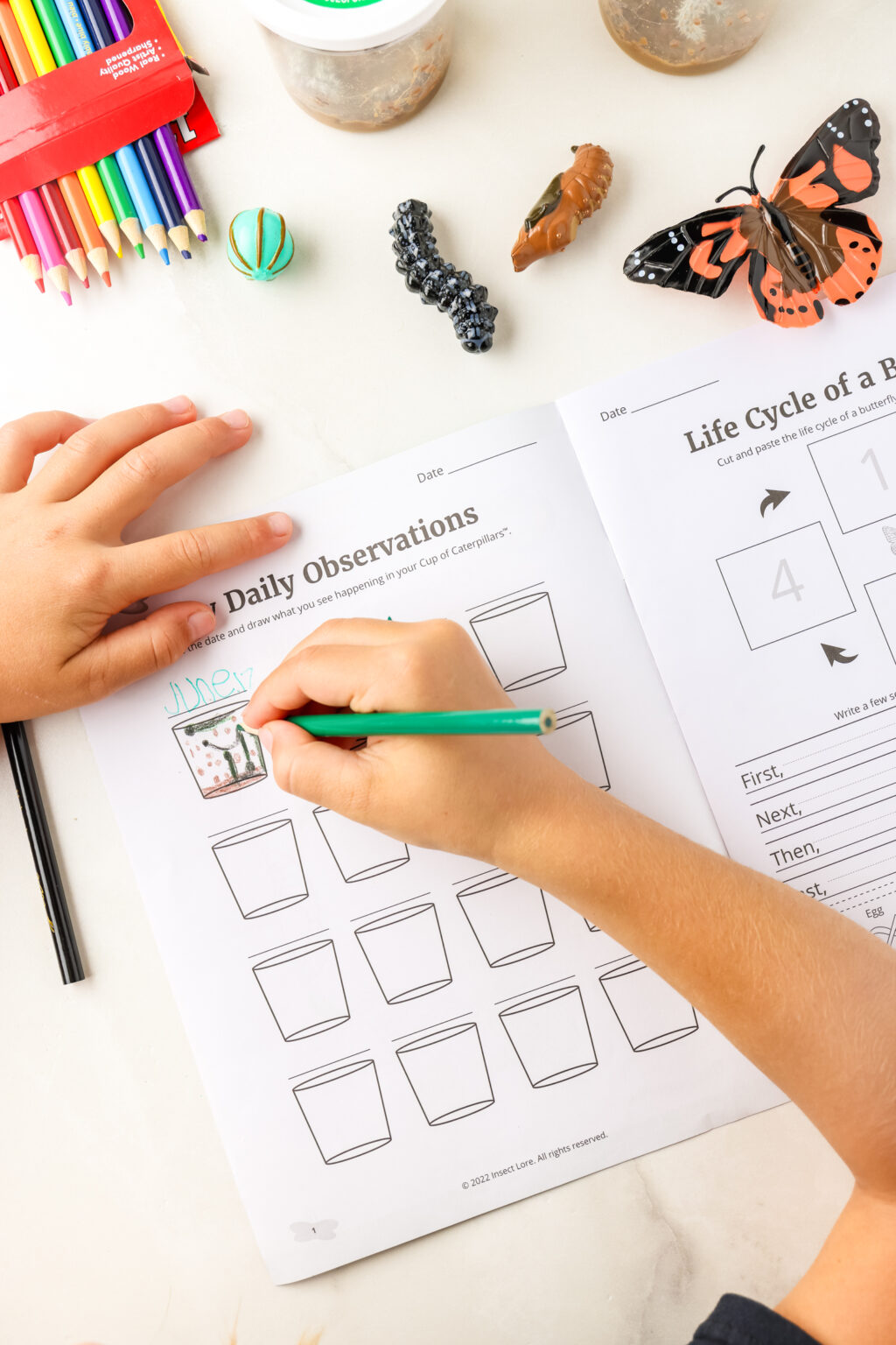 Butterfly Life Cycle Activity with Butterfly Kit with Butterfly Kit ...