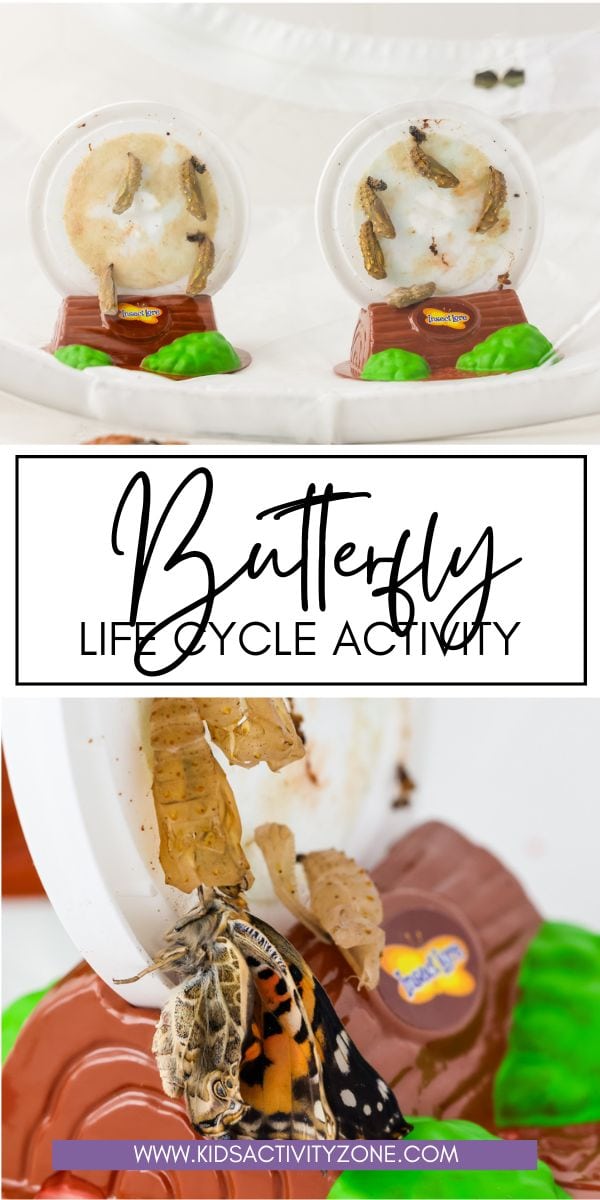 Butterfly Life Cycle Activity with Butterfly Kit with Butterfly Kit ...