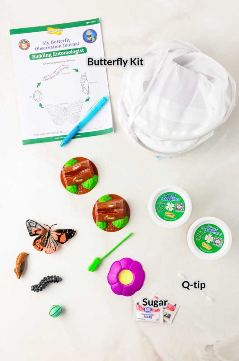 Butterfly Life Cycle Activity with Butterfly Kit with Butterfly Kit ...