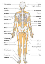 Giant Skeletal System Printable Poster - Kids Activity Zone