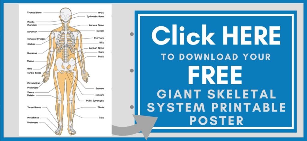 Giant Skeletal System Printable Poster - Kids Activity Zone