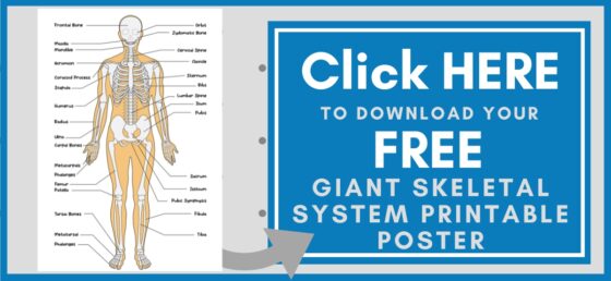 Giant Skeletal System Printable Poster - Kids Activity Zone