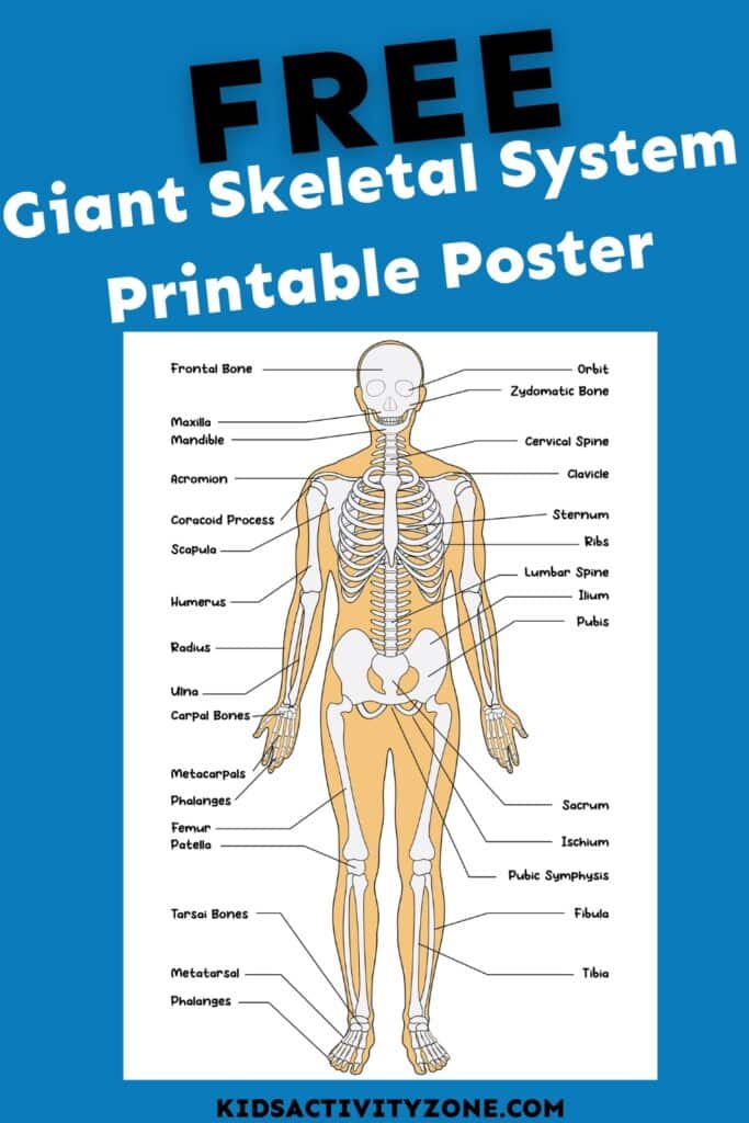 Giant Skeletal System Printable Poster - Kids Activity Zone