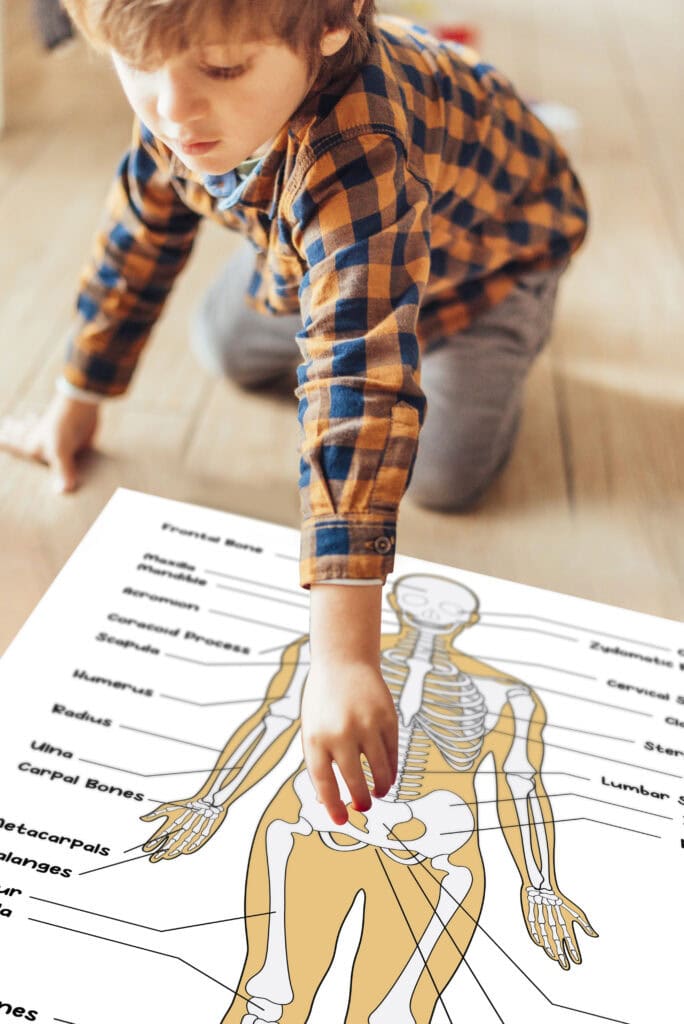 Giant Skeletal System Printable Poster - Kids Activity Zone