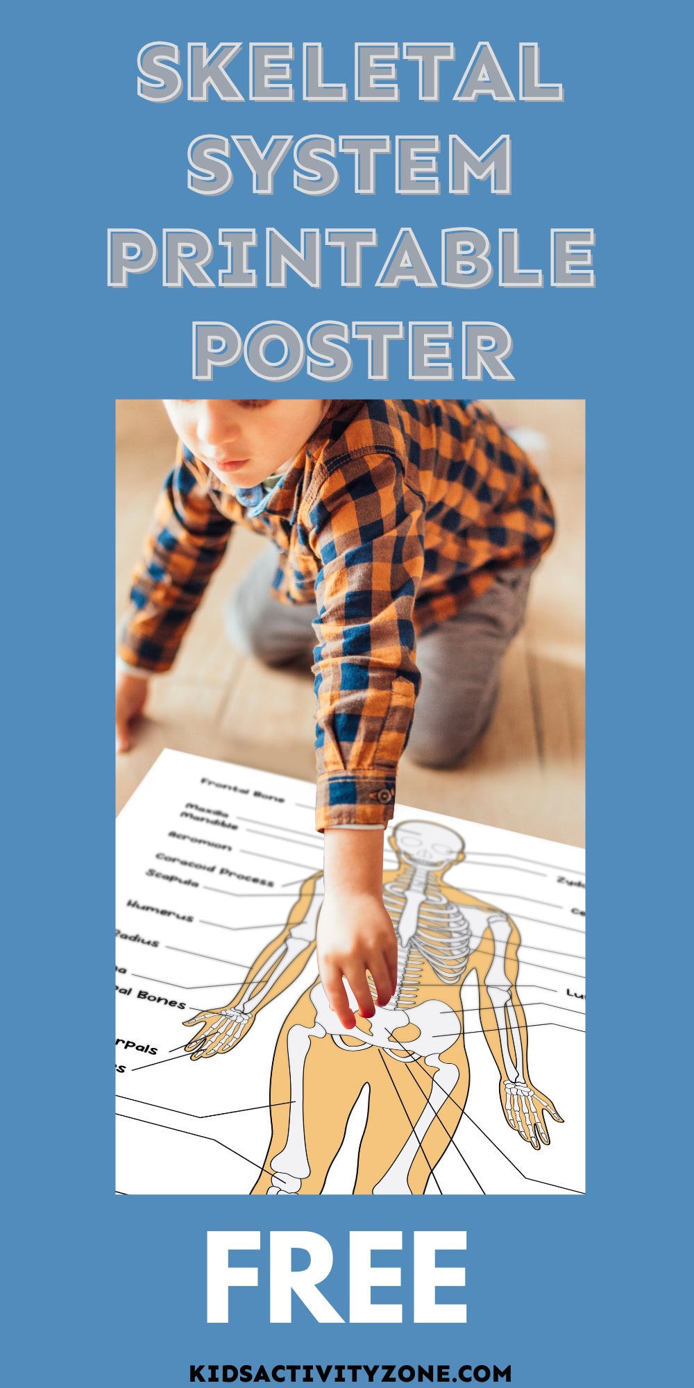 Giant Skeletal System Printable Poster - Kids Activity Zone