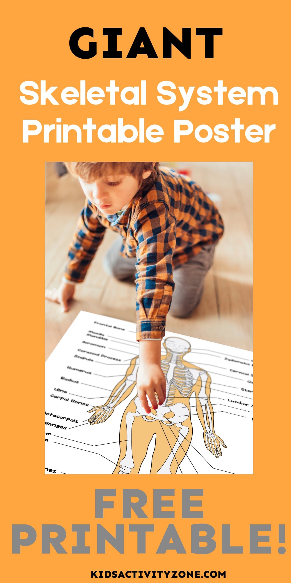 Giant Skeletal System Printable Poster - Kids Activity Zone